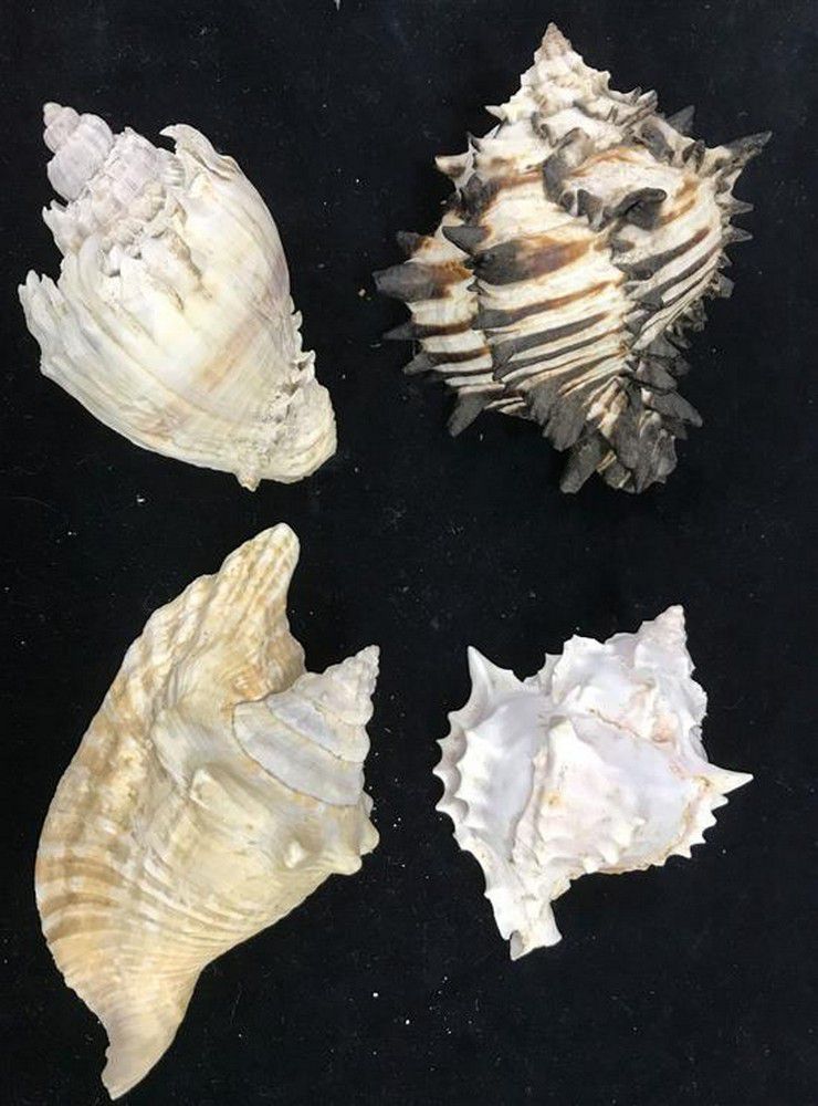 Badgery Family's Shell Collection - Natural History - Industry Science ...
