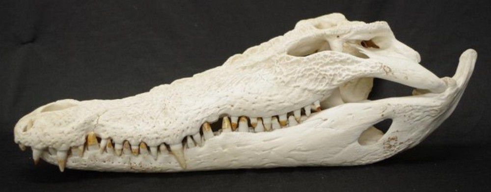 51cm Vintage Saltwater Crocodile Skull Natural History Industry 