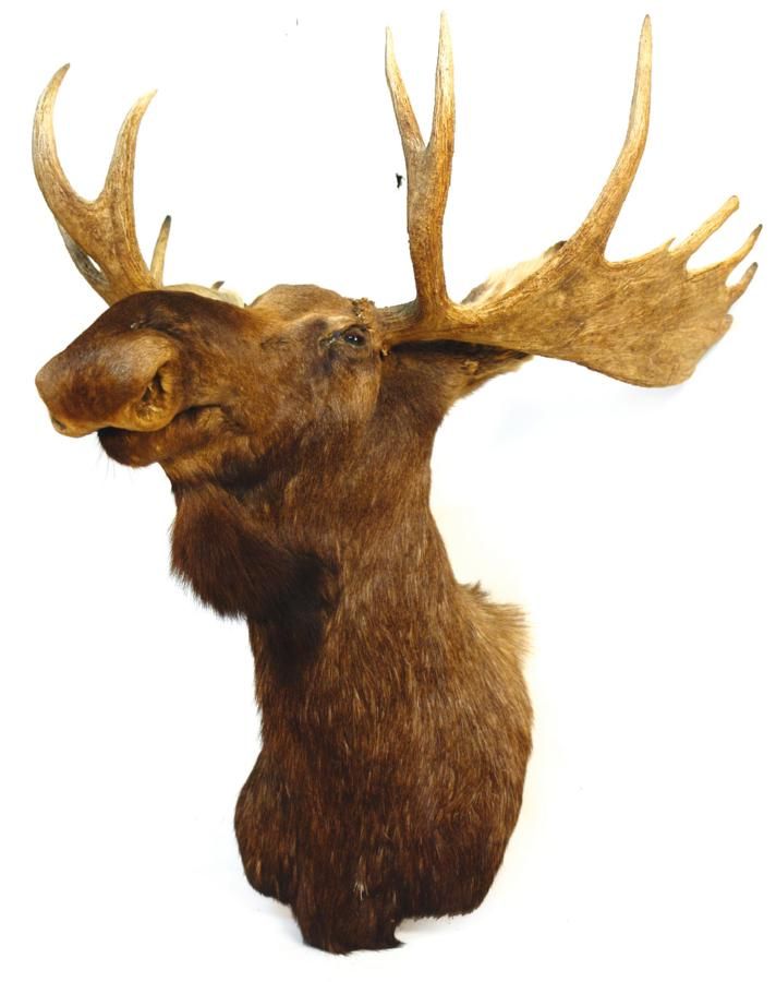 Alaskan Moose Head: Hunter's Trophy - Natural History - Industry ...