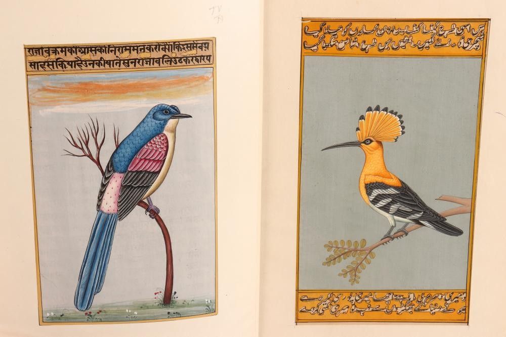 Indian Bird Studies Collection from Martyn Cook Estate - Watercolours ...