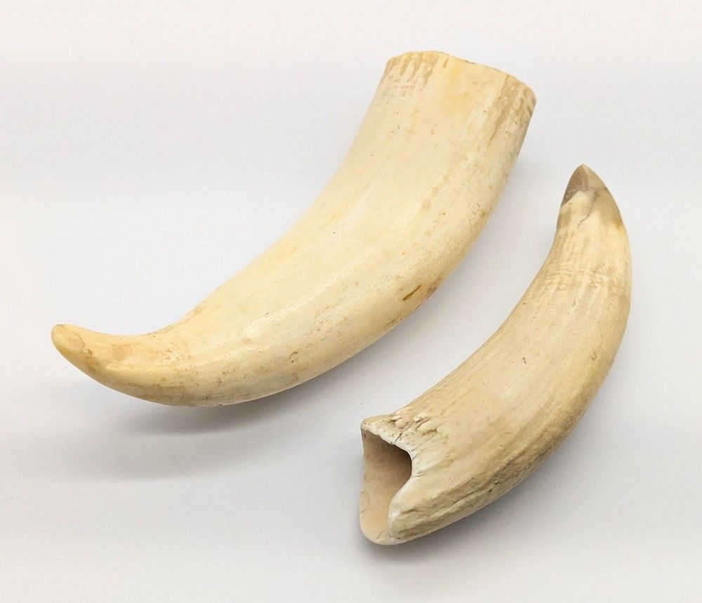 Antique Ivory and Vintage Boar Tusks, 12 cm Length - Natural History ...