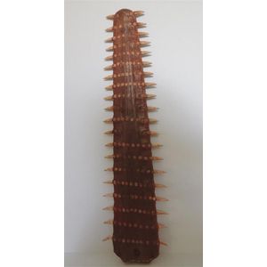 Ochre-decorated Sawfish Rostrum from Arnhem Land, Australia ...