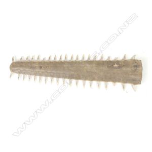 Taxidermied swordfish / sawfish rostrum (bills) - price guide and values