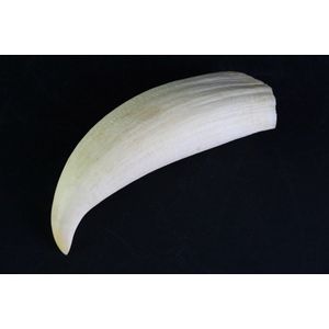 15cm Whale Tooth - Natural History - Industry Science & Technology