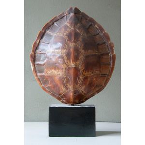 Preserved turtle and tortoise shells - price guide and values