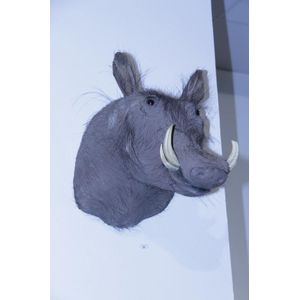 Juvenile Warthog Taxidermy Mount - Natural History - Industry Science ...