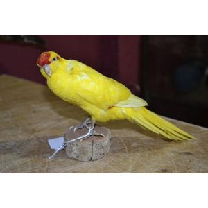 Yellow Parrot on Log - Natural History - Industry Science & Technology