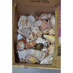 Shells in a Box - Natural History - Industry Science & Technology