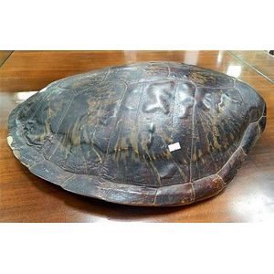 Vintage Turtle Shell - Natural History - Industry Science & Technology