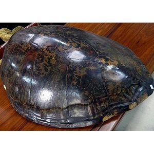 Preserved turtle and tortoise shells - price guide and values