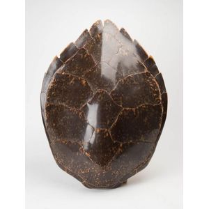 Preserved turtle and tortoise shells - price guide and values