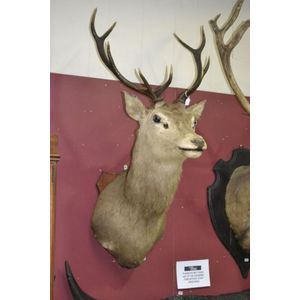 Vintage Red Deer Shoulder Mount on Wooden Shield - Natural History ...