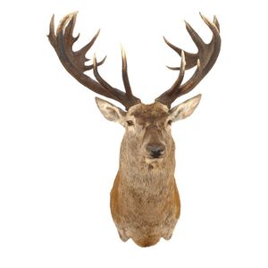 18-Point Red Deer Stag Shoulder Mount - Natural History - Industry ...