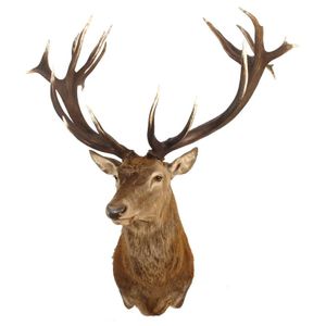 24-Point Red Deer Stag Shoulder Mount - Natural History - Industry ...