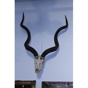 Stunning Kudu Skull - Natural History - Industry Science & Technology