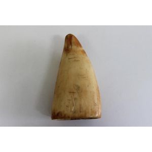 Miniature Whale Tooth: 9cm - Natural History - Industry Science ...