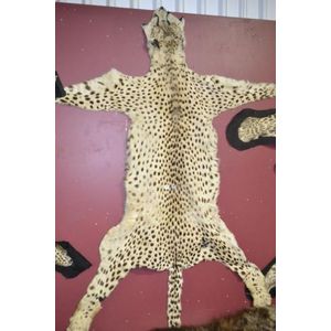 Rare King Cheetah Skin Rug - 2.2m - Natural History - Industry Science ...