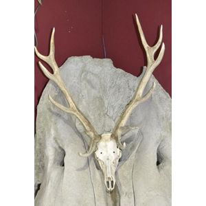 Massive 12-Point Red Deer Antler Skull Stands Tall - Natural History ...