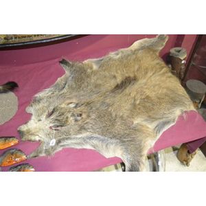 European Wild Boar Skin Rug - 1.3m - Natural History - Industry Science ...
