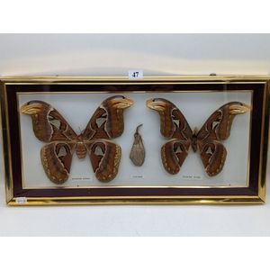 Vintage Framed Atlas Moth Specimen: Two Moths and Cocoon - Natural ...