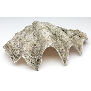 Enormous Clam Shell: Impressive 42 cm Length - Natural History ...