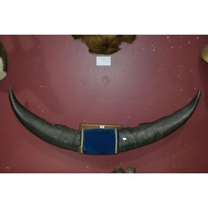 NT Buffalo Horns: Impressive Wall Mount Decor - Natural History ...