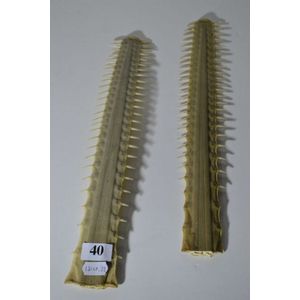Taxidermied swordfish / sawfish rostrum (bills) - price guide and values