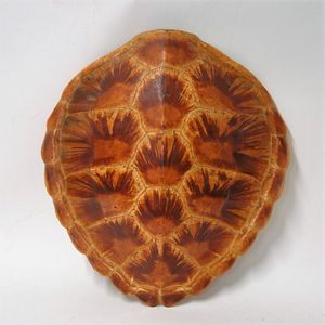 Preserved turtle and tortoise shells - price guide and values