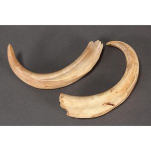 Taxidermied animal tusks - price guide and values