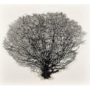 Black Coral Tree Framed - Zother - Oriental