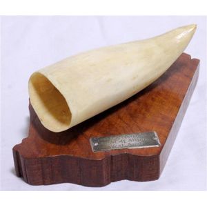 Albany's Sperm Whale Tooth: A Mounted Trophy - Natural History ...