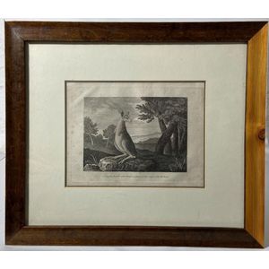 A Singular Animal: Kanguroo on the Coast of New Holland - Prints ...