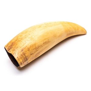 Taxidermied whale tooth / teeth - price guide and values
