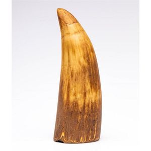 Taxidermied whale tooth / teeth - price guide and values
