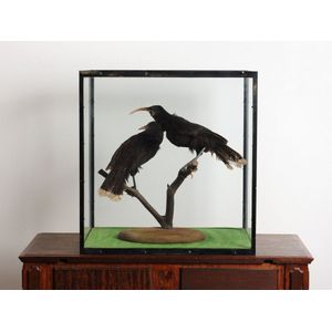Extinct Huia Birds Pair in 19th Century Display Case - Natural History ...