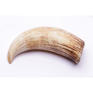 Taxidermied whale tooth / teeth - price guide and values