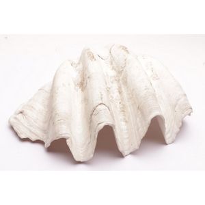 38cm Wide Clam Shell - Natural History - Industry Science & Technology