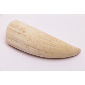 15.5 cm Whale Tooth - Natural History - Industry Science & Technology