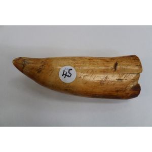 19cm Whale Tooth - Natural History - Industry Science & Technology
