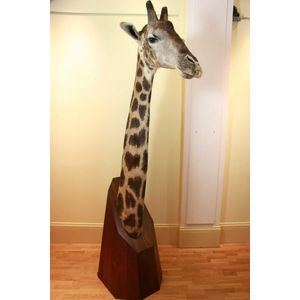 Grand Giraffe Pedestal Mount - 266 cm - Natural History - Industry ...