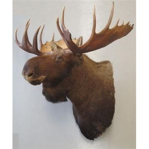 Grand Bull Moose Trophy - Natural History - Industry Science & Technology