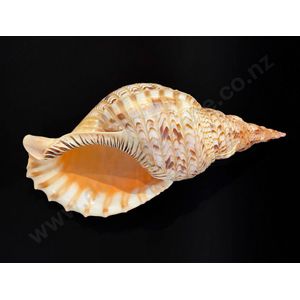 Vintage conch shells - price guide and values