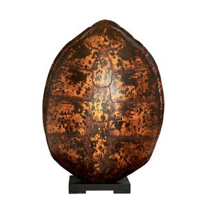 Preserved turtle and tortoise shells - price guide and values