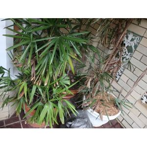 Terracotta and White Stone Pot Trio with Palms - Decorative - Urns ...