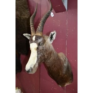 South African Blesbok Shoulder Mount Taxidermy - Natural History ...