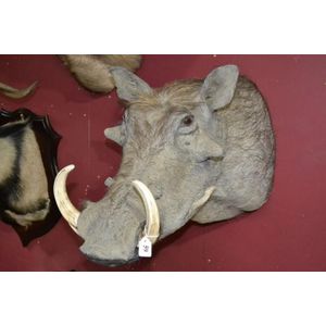 African Warthog Head Mount with Tusks - Natural History - Industry ...