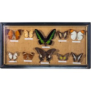 Vintage Framed Butterfly Collection - 49x25 cm - Natural History ...