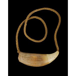 Fiji tribal artefacts, tabua (polished tooth) - price guide and values