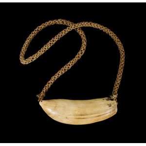 Fiji tribal artefacts, tabua (polished tooth) - price guide and values