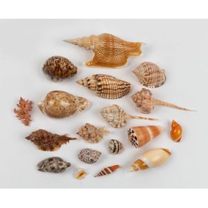 Rare Seashell Collection: Mirabilistrombus Listeri and Exotic Specimens ...